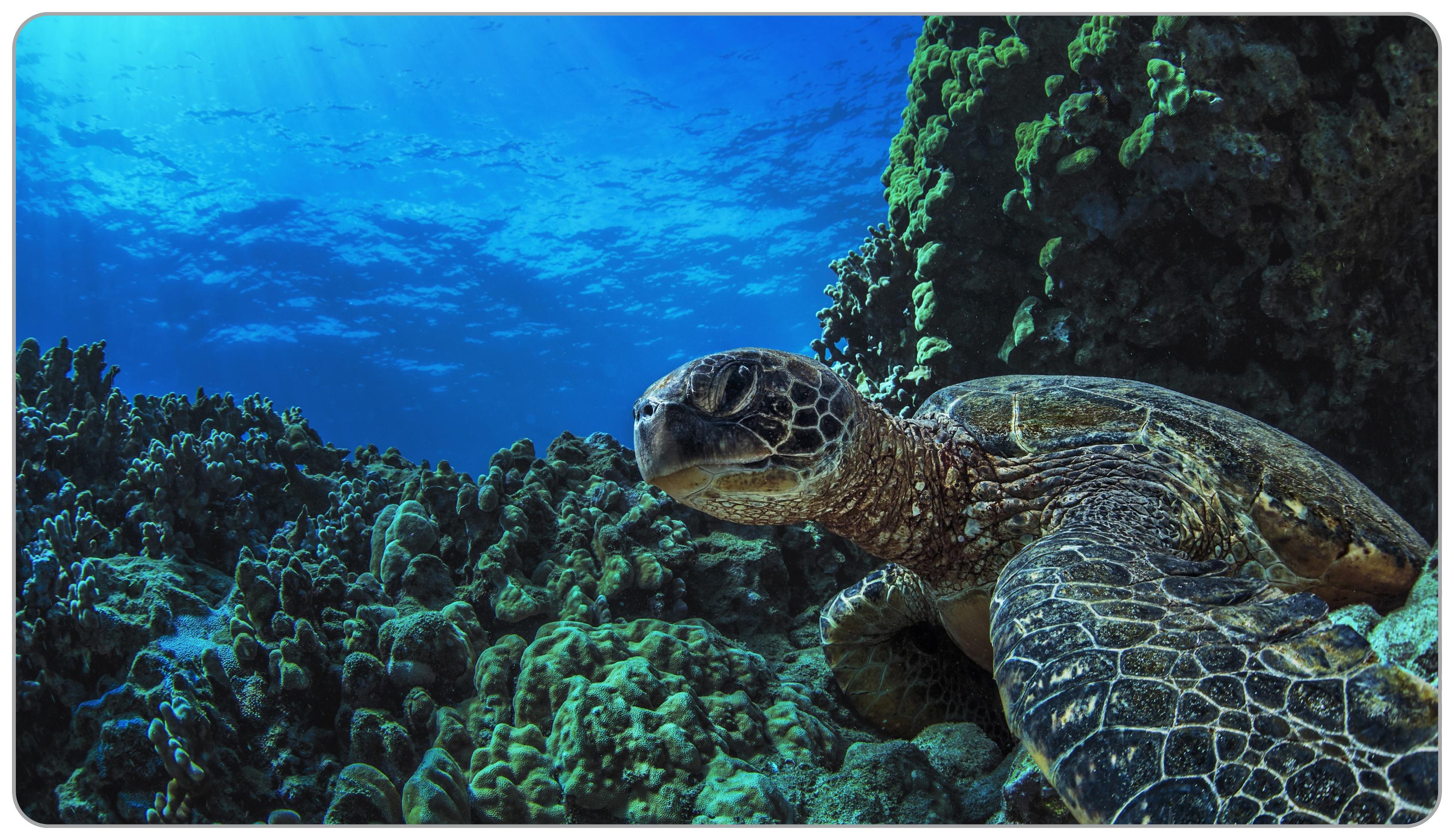 Green Sea Turtle | Shop for a Personalized Hydro Flask® 32 Oz Skins ...