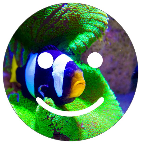 Tropical Fish | Shop for a Smiley Face 6" | Online - APEALZ